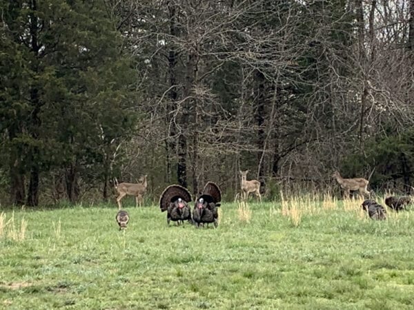 Places To Hunt - Quail & Upland Wildlife Federation